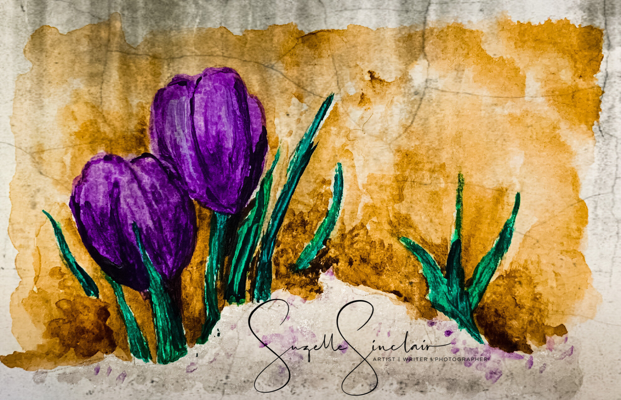 A Winter Walk into Spring - Carl White's Life in the Carolinas